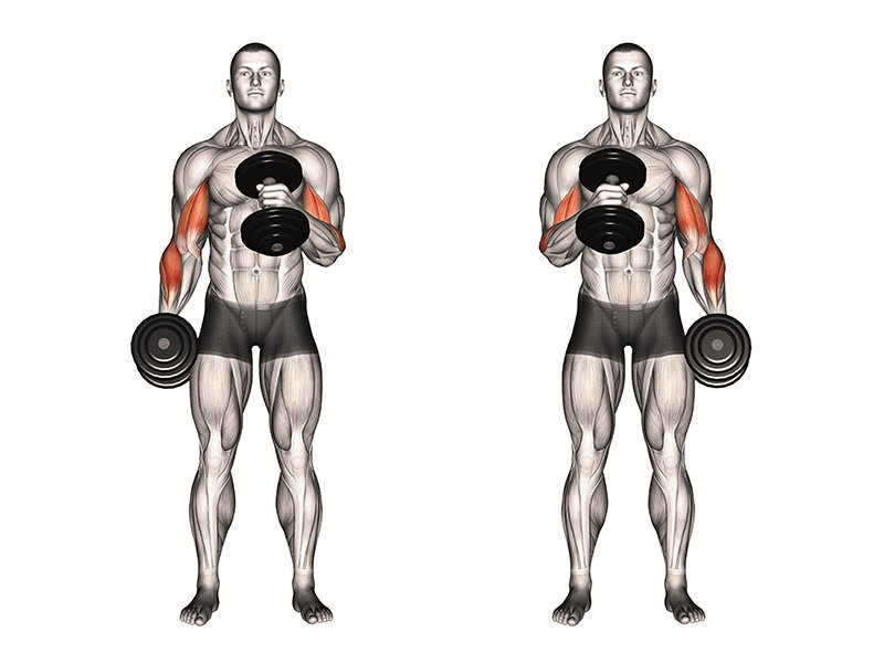 Hammer Curls Vs Bicep Curls Which One Builds Bigger Arms Old